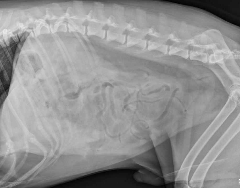 worka/vanilla-js-wheel-zoom