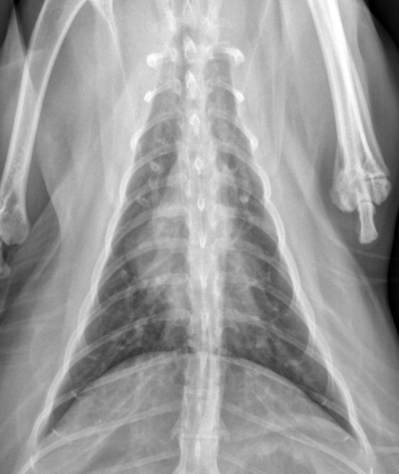 worka/vanilla-js-wheel-zoom