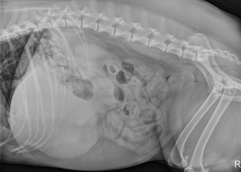 worka/vanilla-js-wheel-zoom