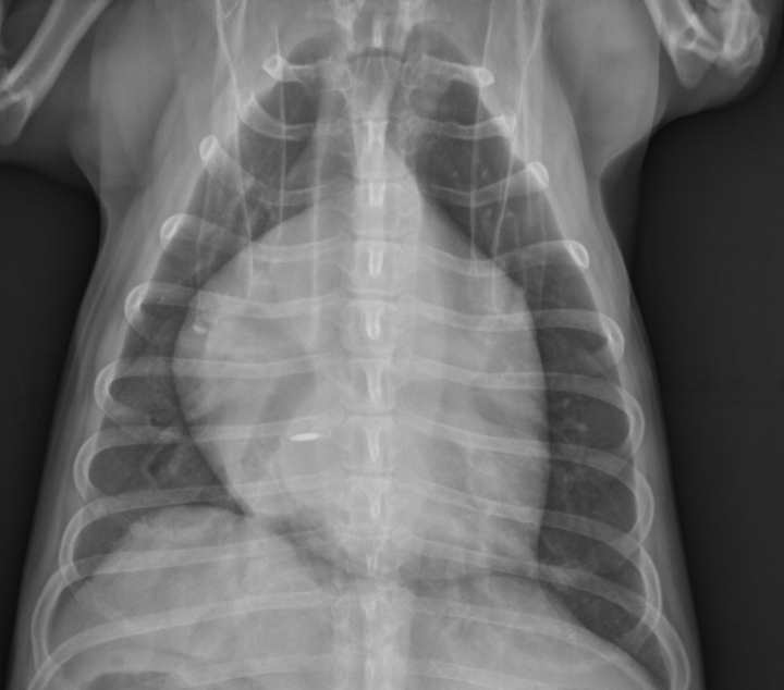 worka/vanilla-js-wheel-zoom