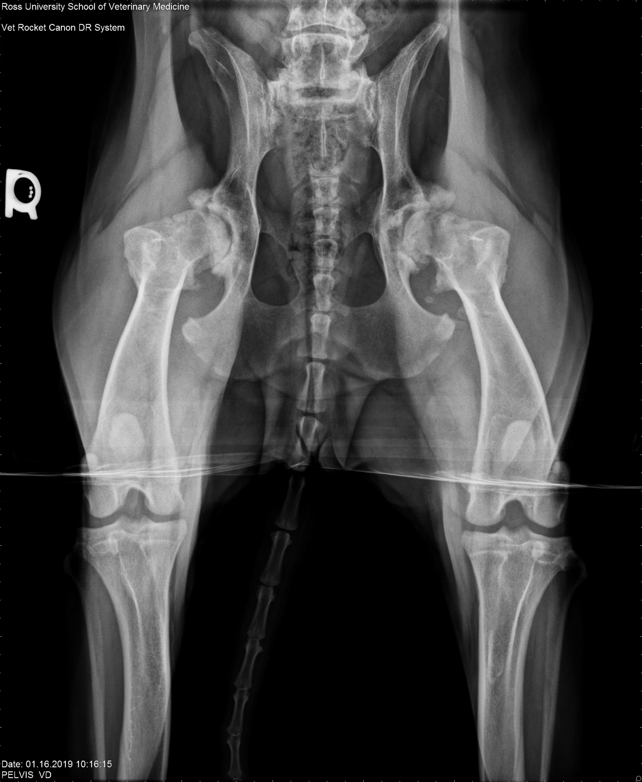 worka/vanilla-js-wheel-zoom