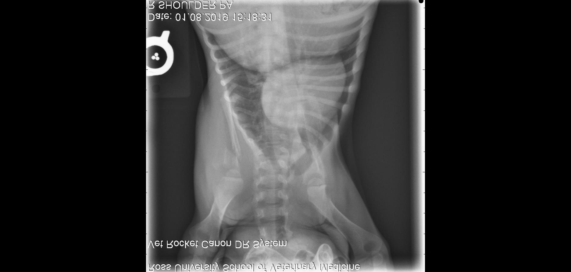 worka/vanilla-js-wheel-zoom