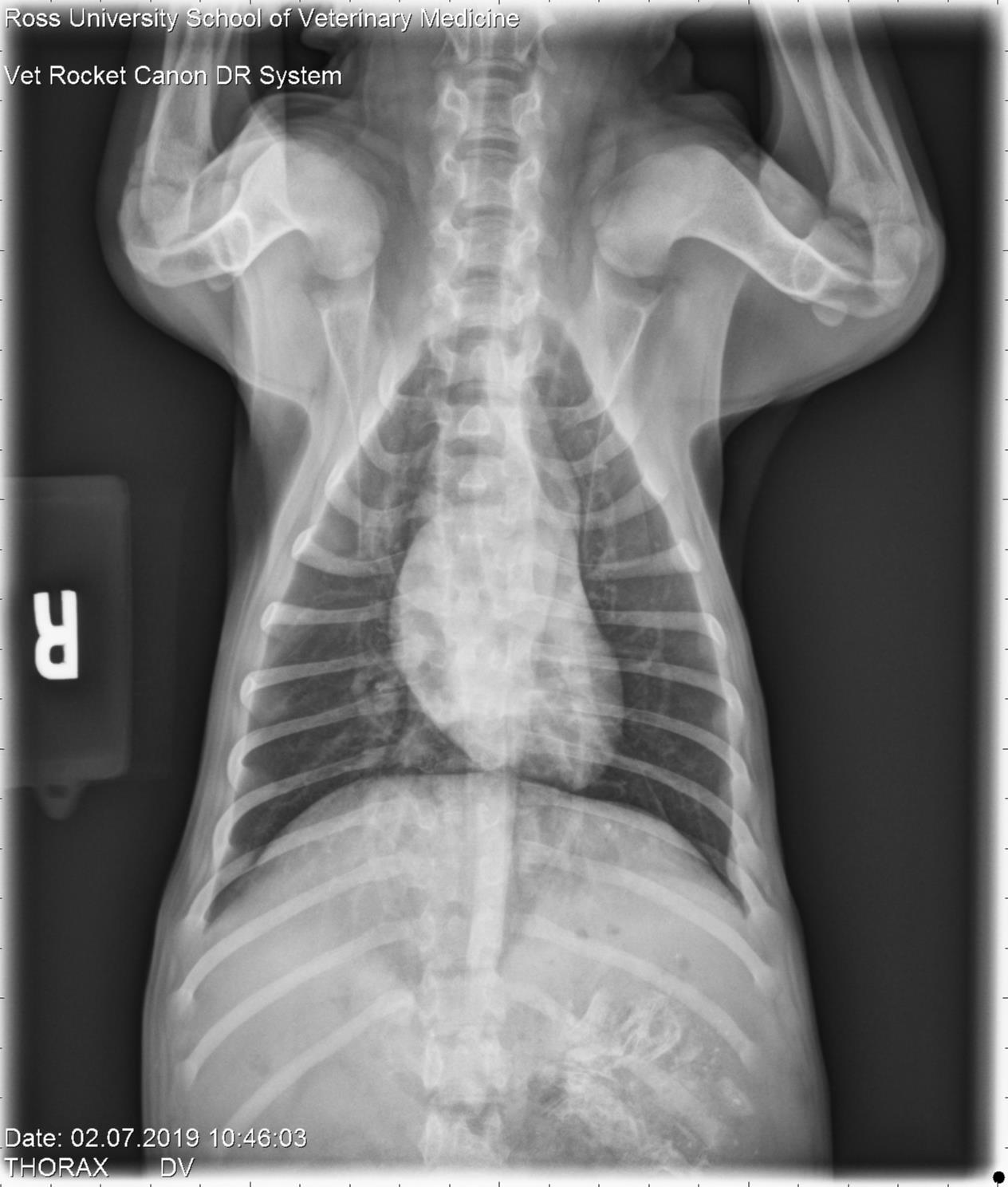 worka/vanilla-js-wheel-zoom