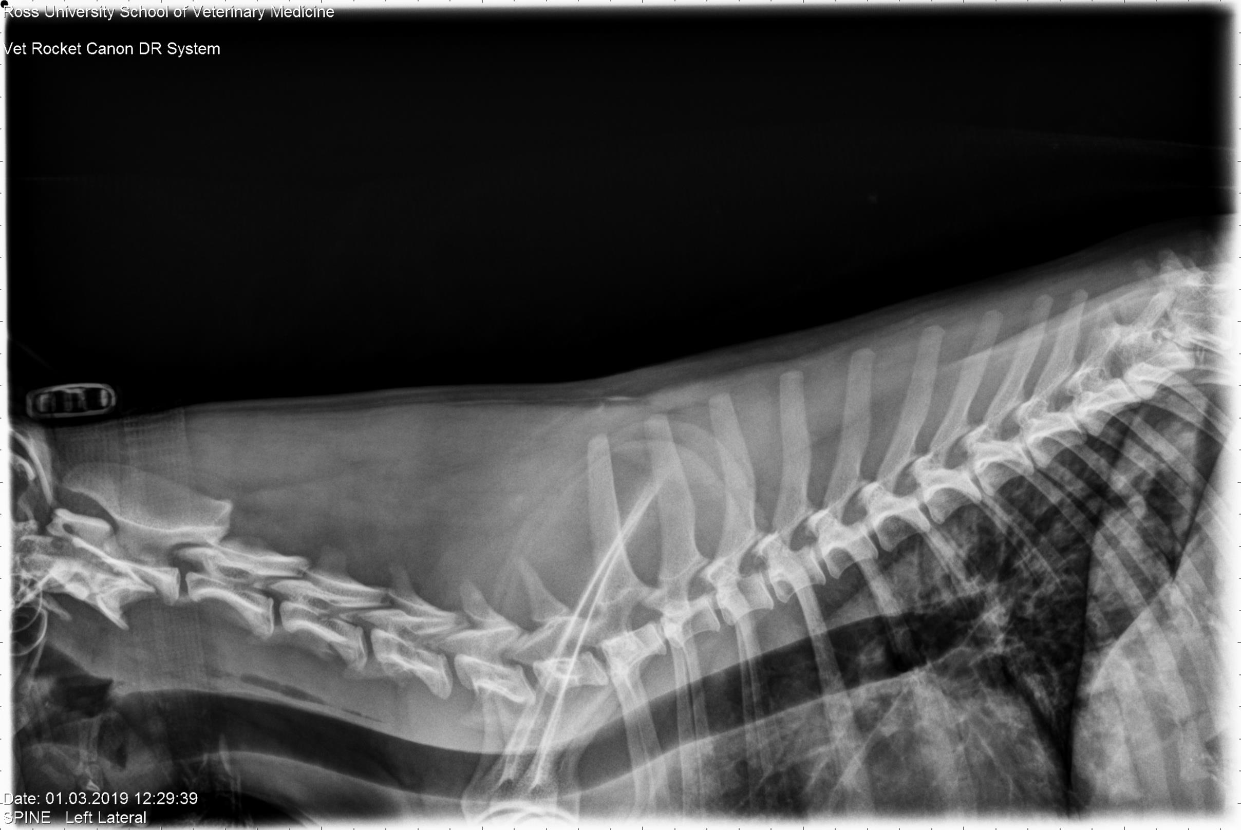 worka/vanilla-js-wheel-zoom