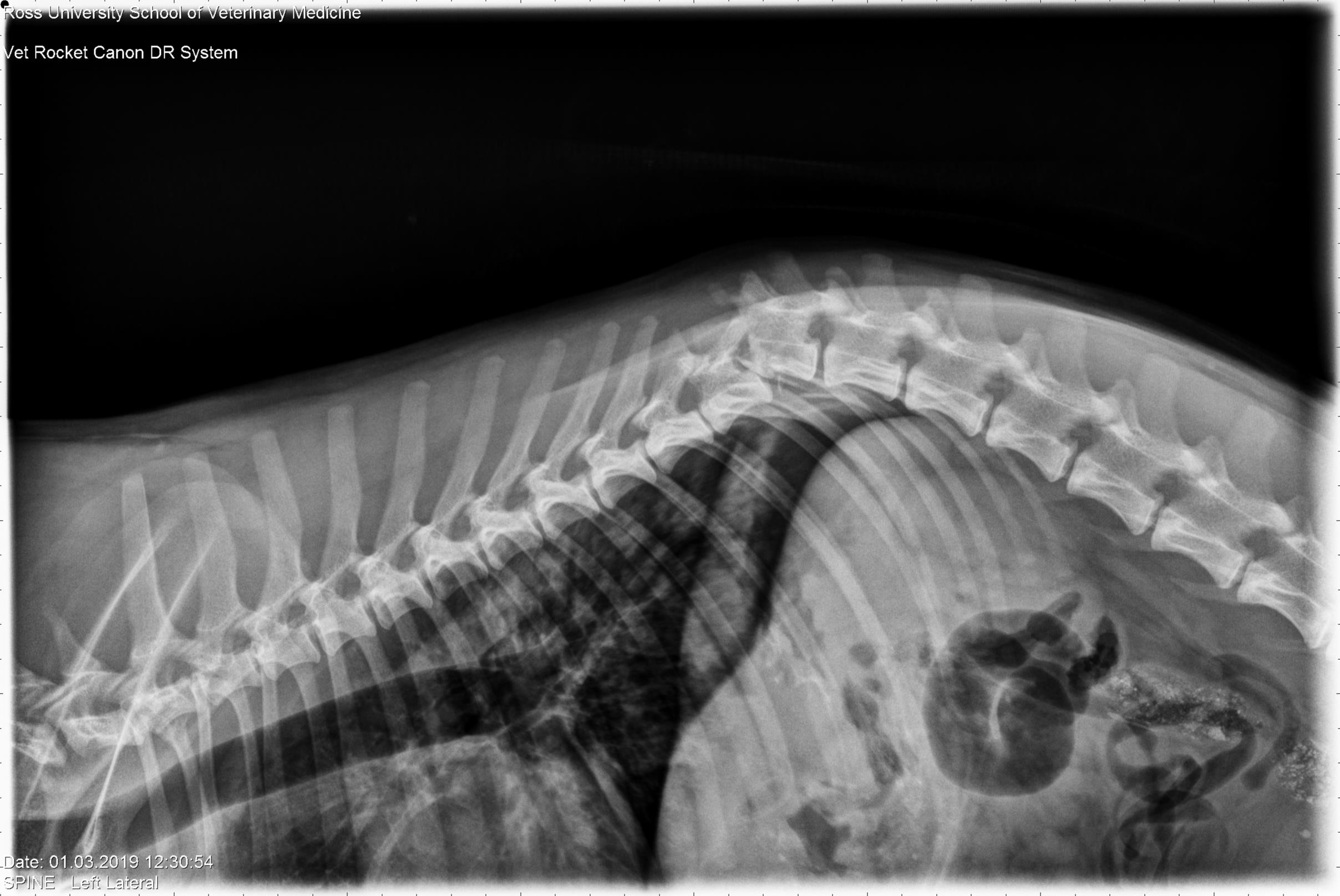 worka/vanilla-js-wheel-zoom