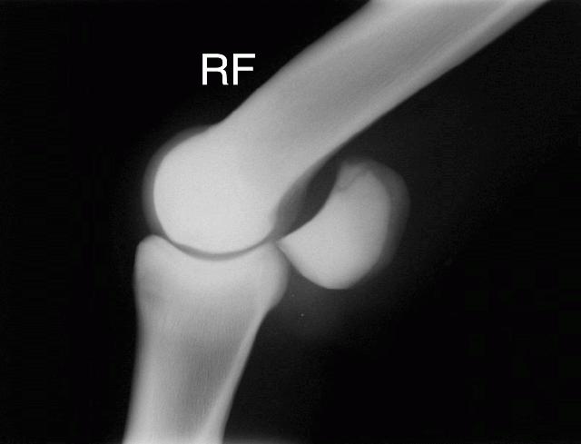 worka/vanilla-js-wheel-zoom