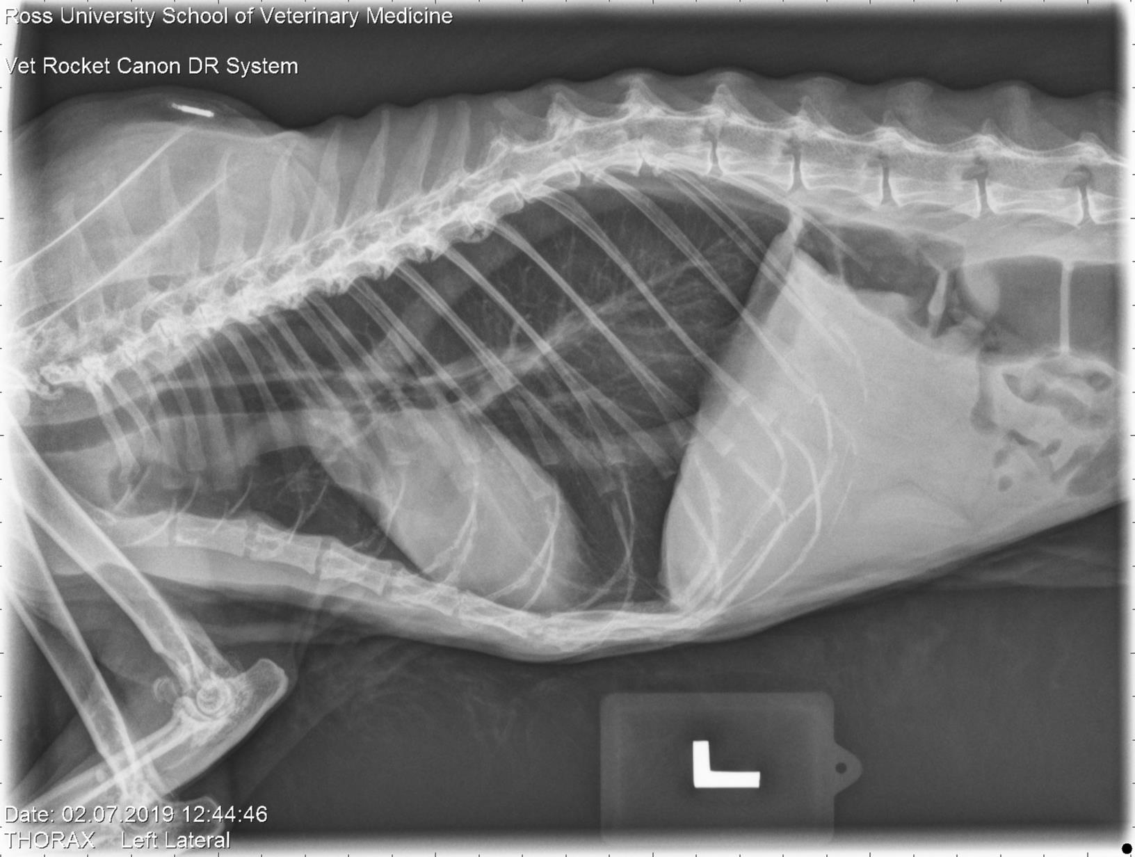 worka/vanilla-js-wheel-zoom