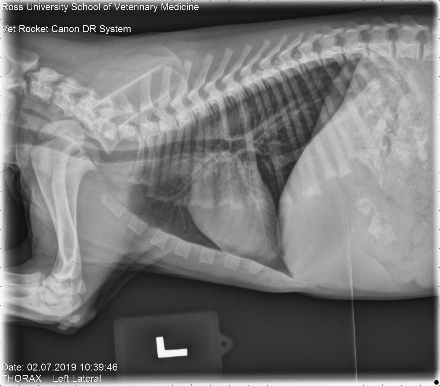 worka/vanilla-js-wheel-zoom
