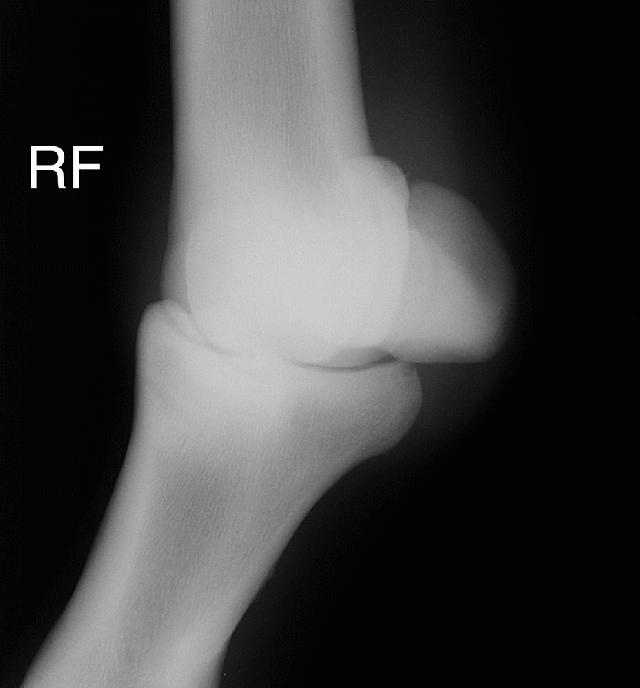 worka/vanilla-js-wheel-zoom