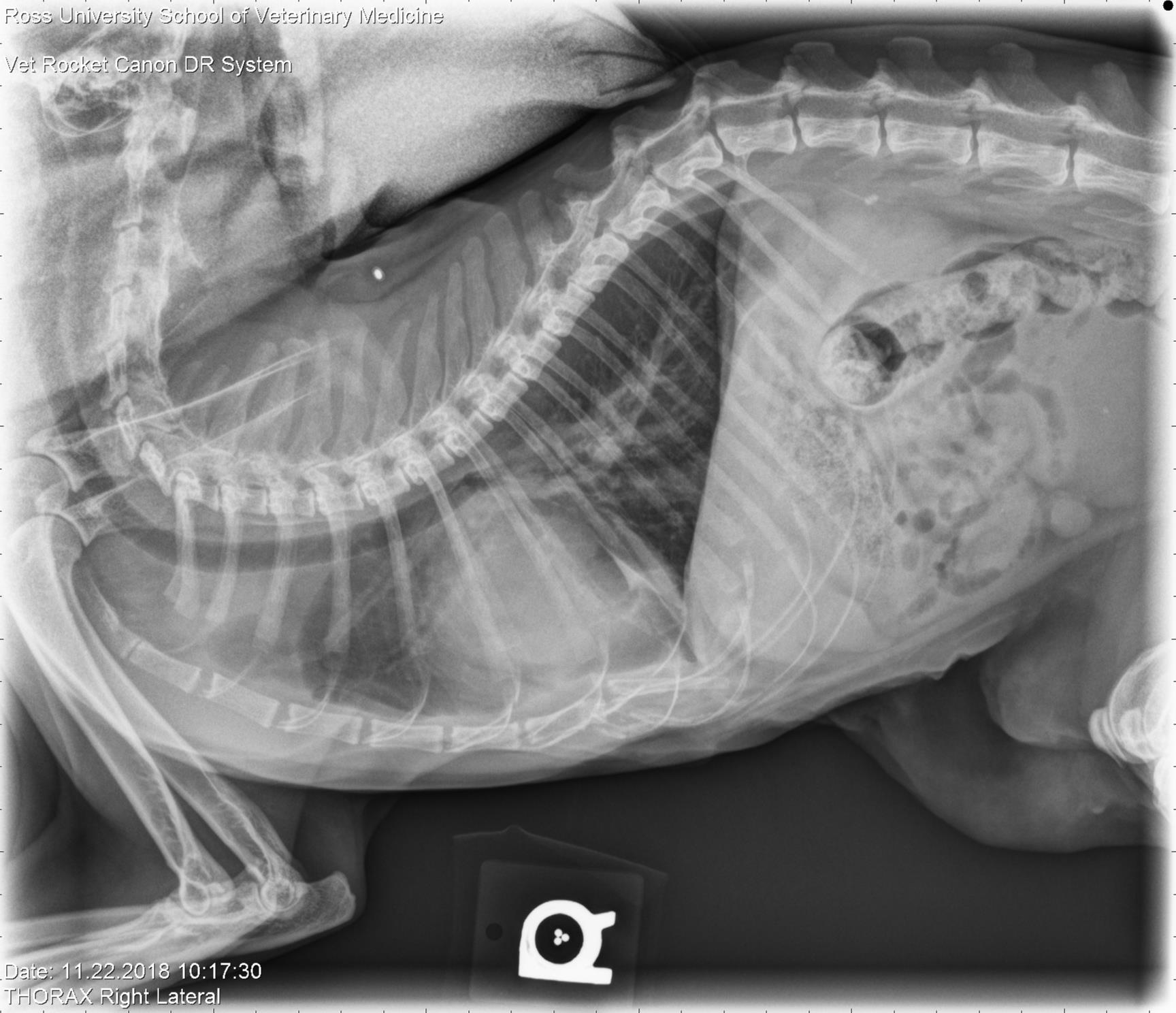 worka/vanilla-js-wheel-zoom