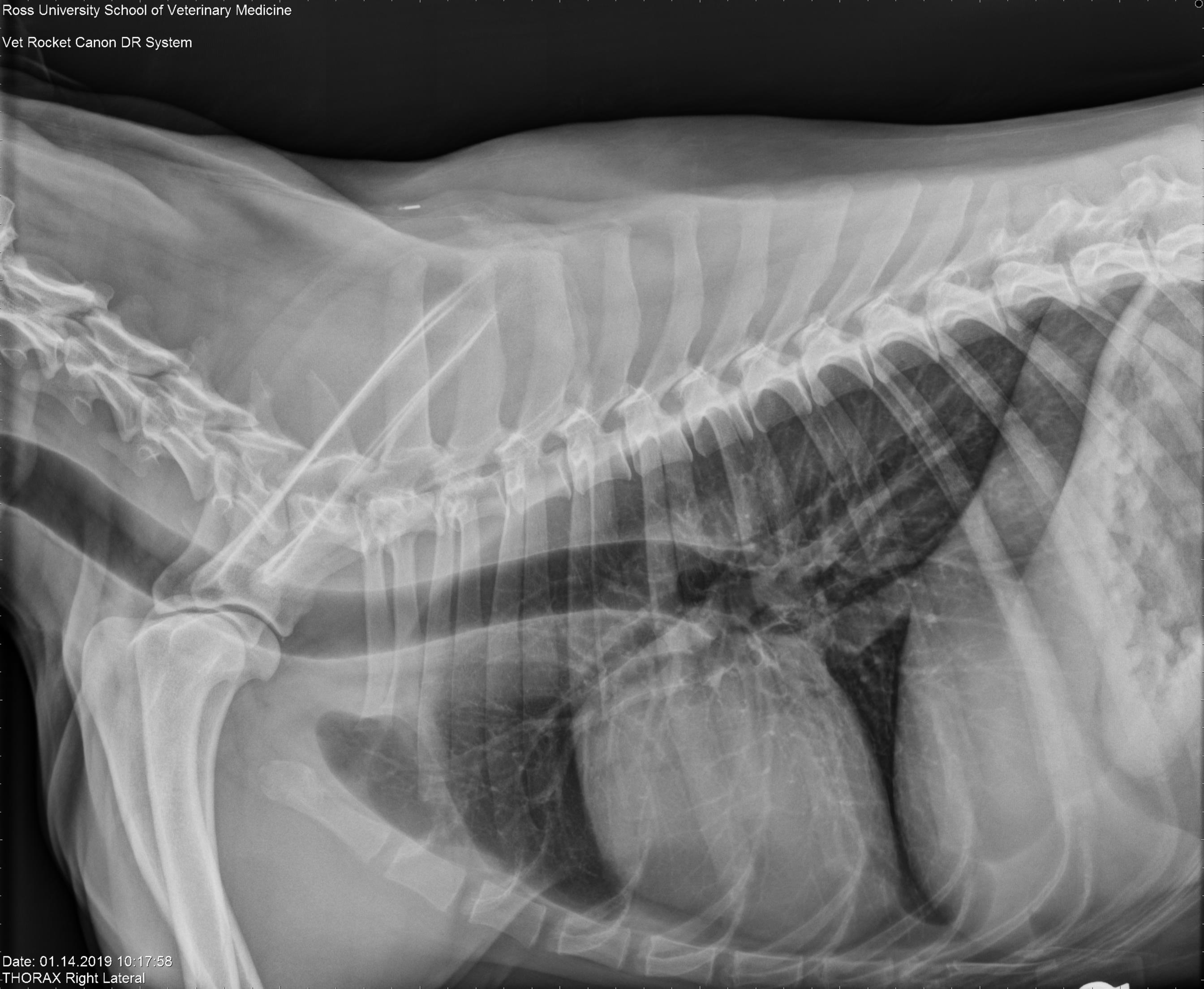 worka/vanilla-js-wheel-zoom