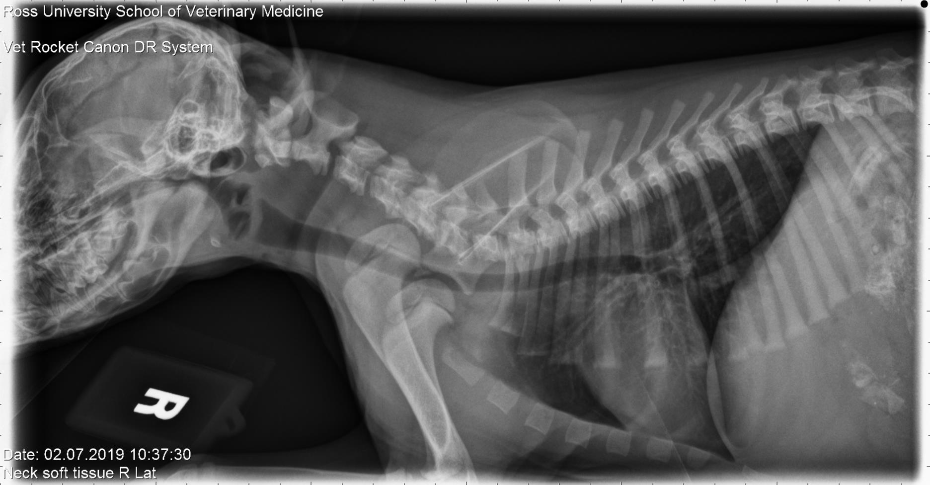 worka/vanilla-js-wheel-zoom