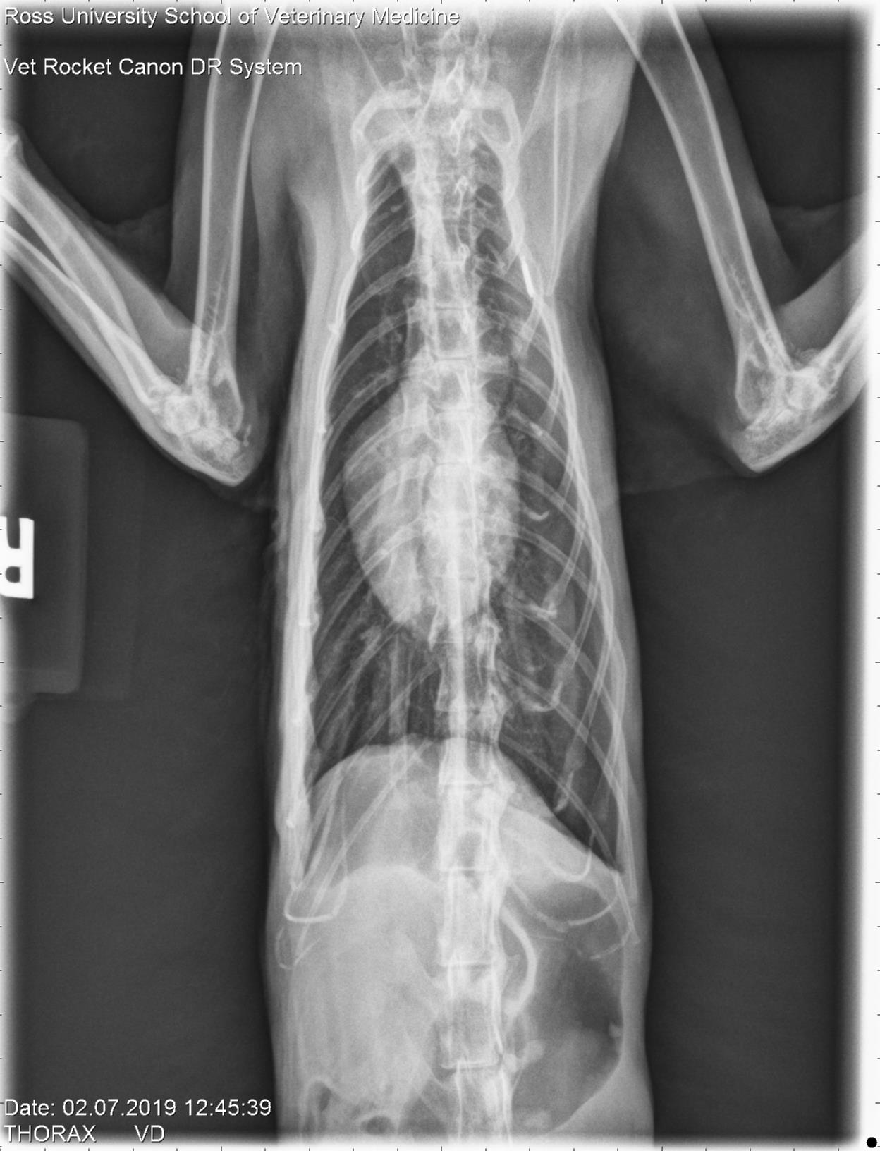 worka/vanilla-js-wheel-zoom