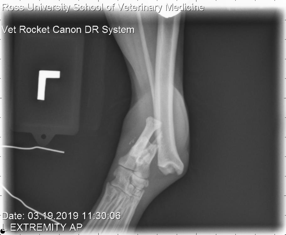 worka/vanilla-js-wheel-zoom