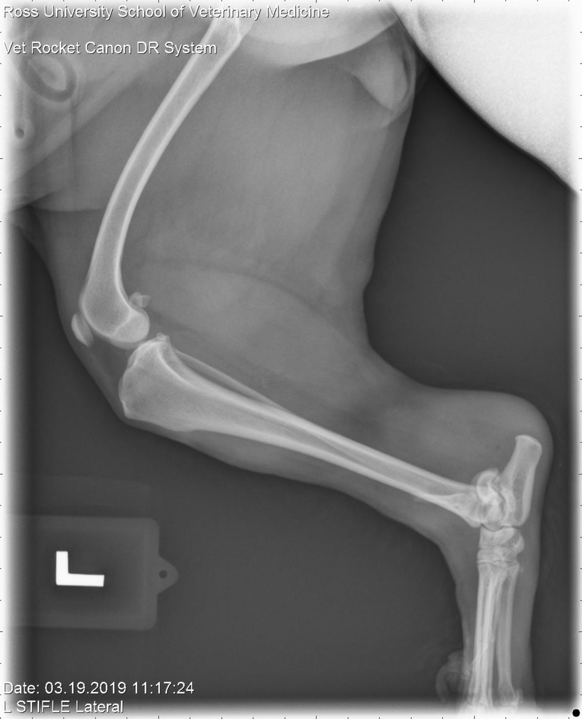 worka/vanilla-js-wheel-zoom