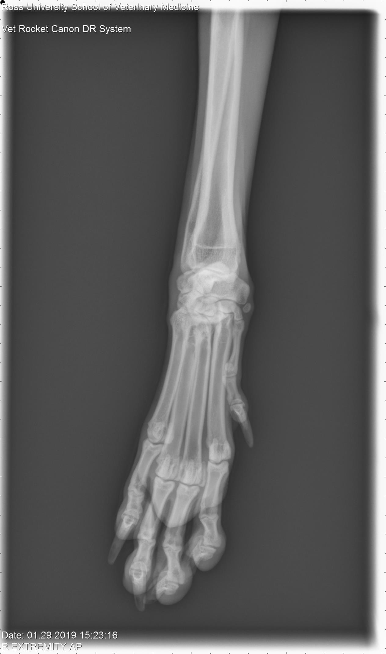 worka/vanilla-js-wheel-zoom