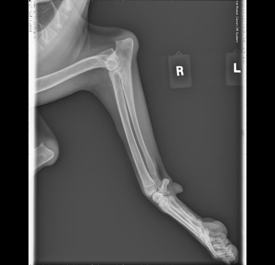 worka/vanilla-js-wheel-zoom